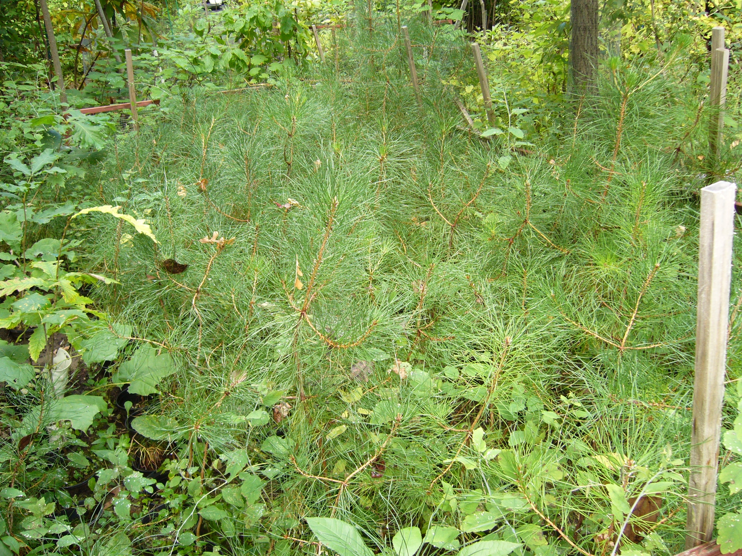 Photos - Pépinière du Golf